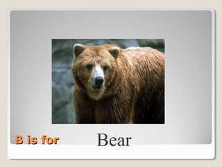 Animal alphabet | PPT