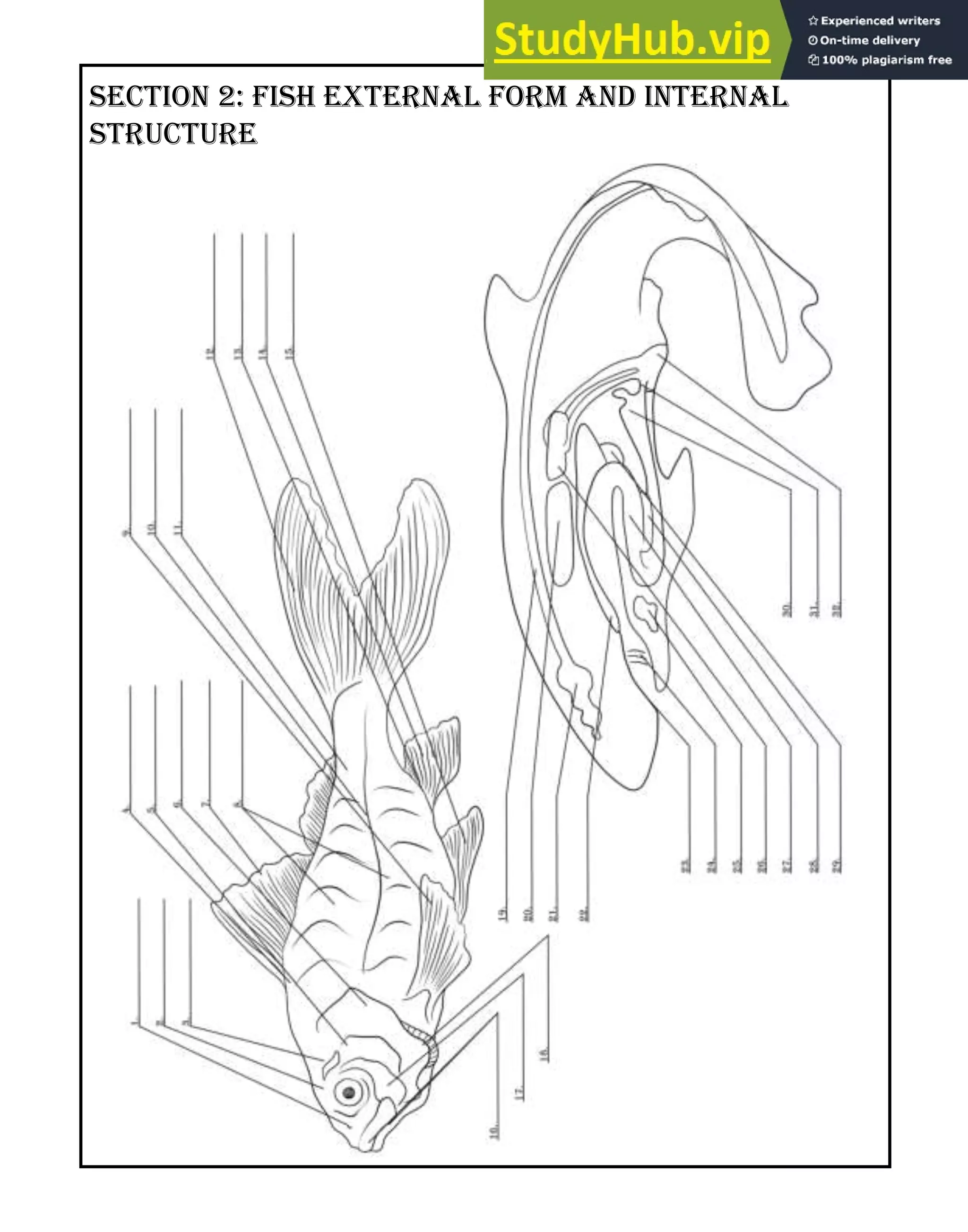 Animal Amp Cat Anatomy Coloring Book | PDF