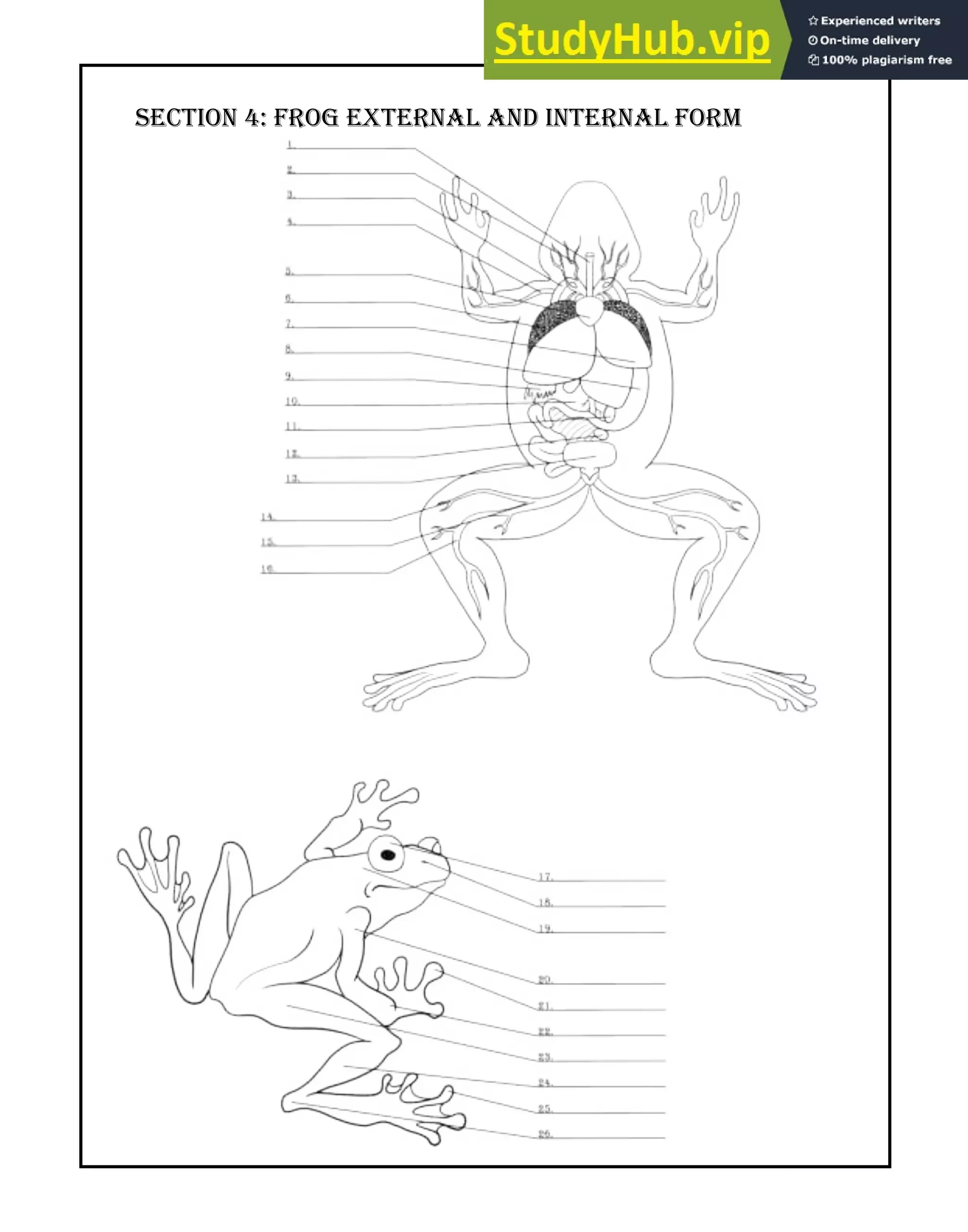 Animal Amp Cat Anatomy Coloring Book | PDF