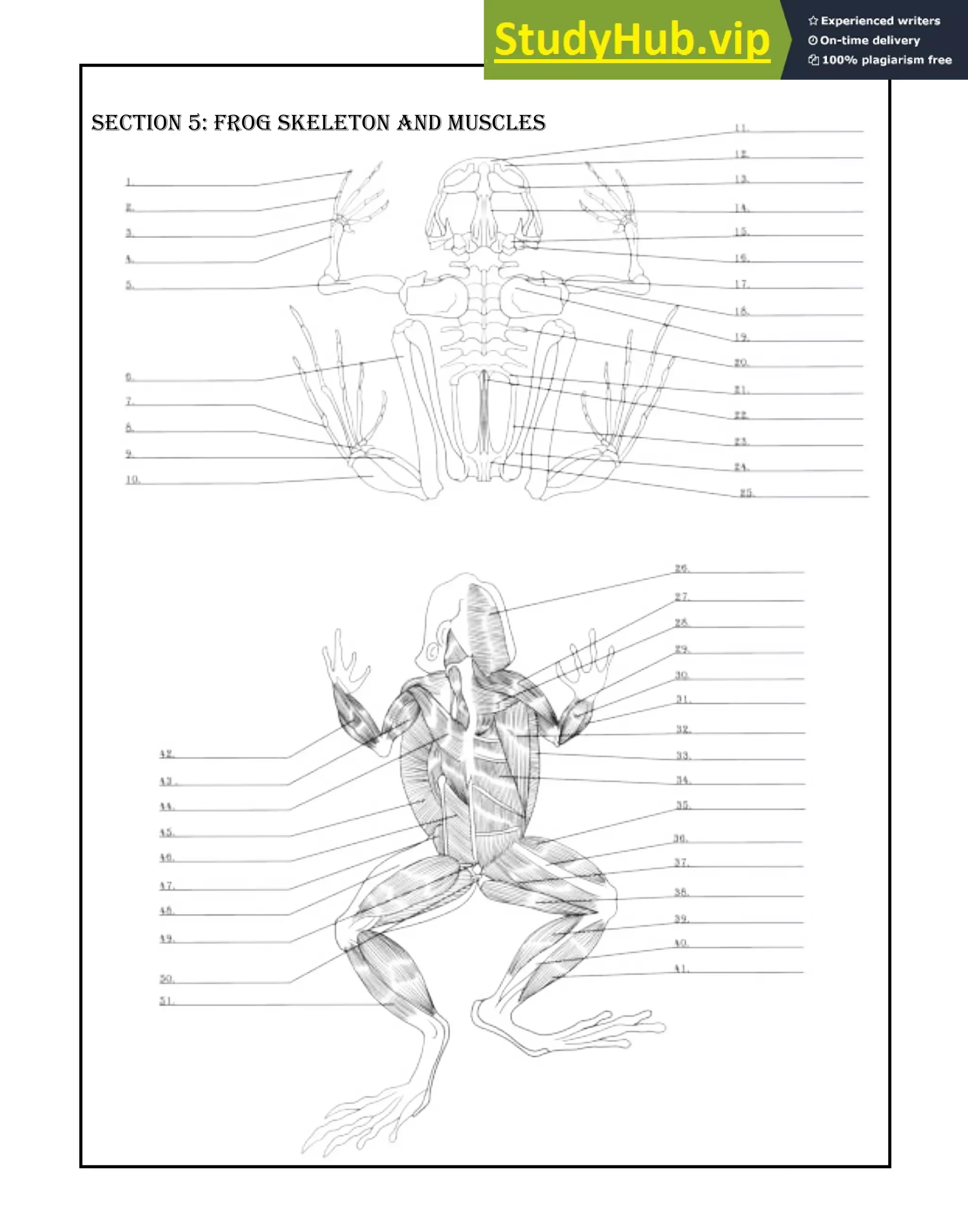 Animal Amp Cat Anatomy Coloring Book | PDF