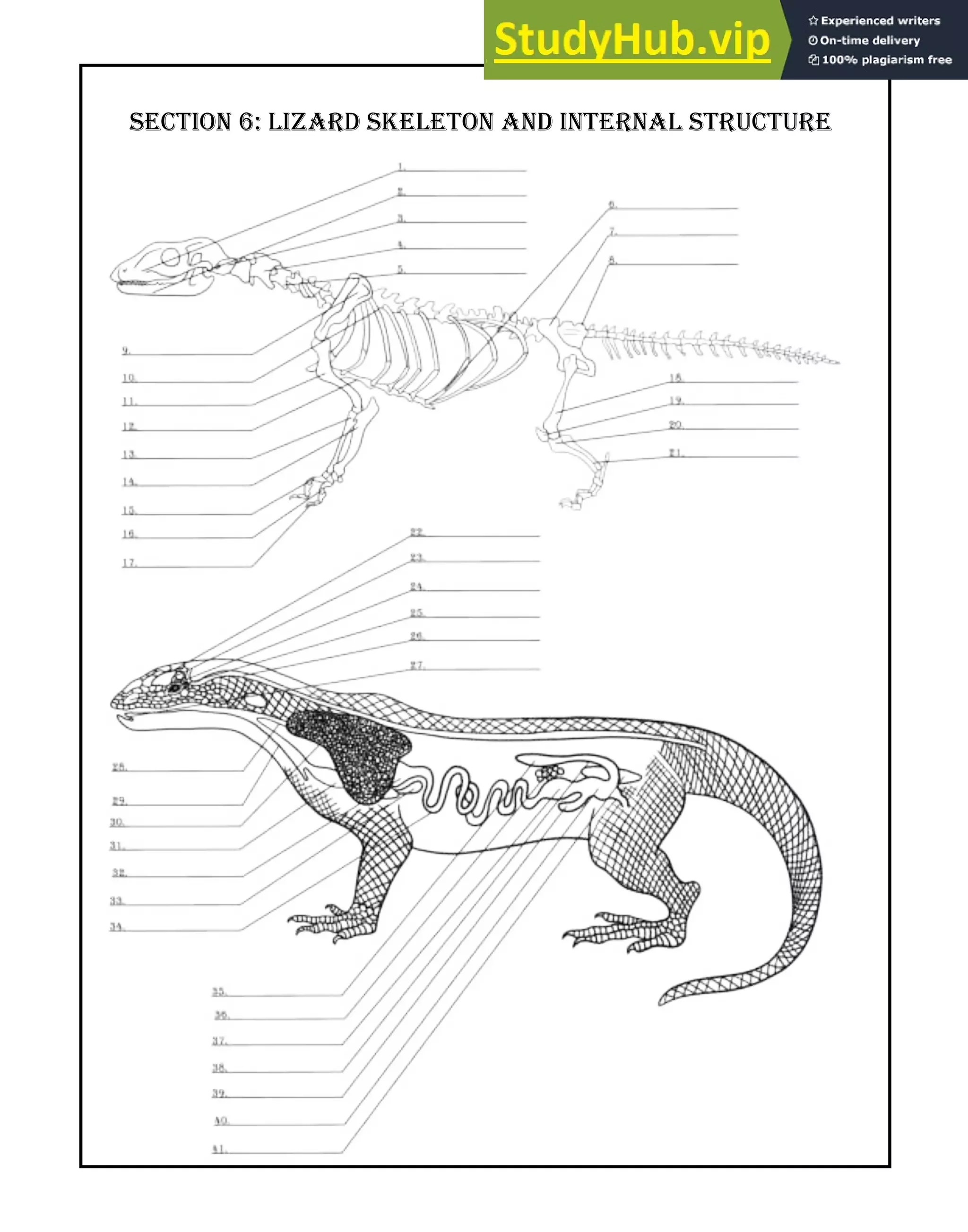 Animal Amp Cat Anatomy Coloring Book | PDF