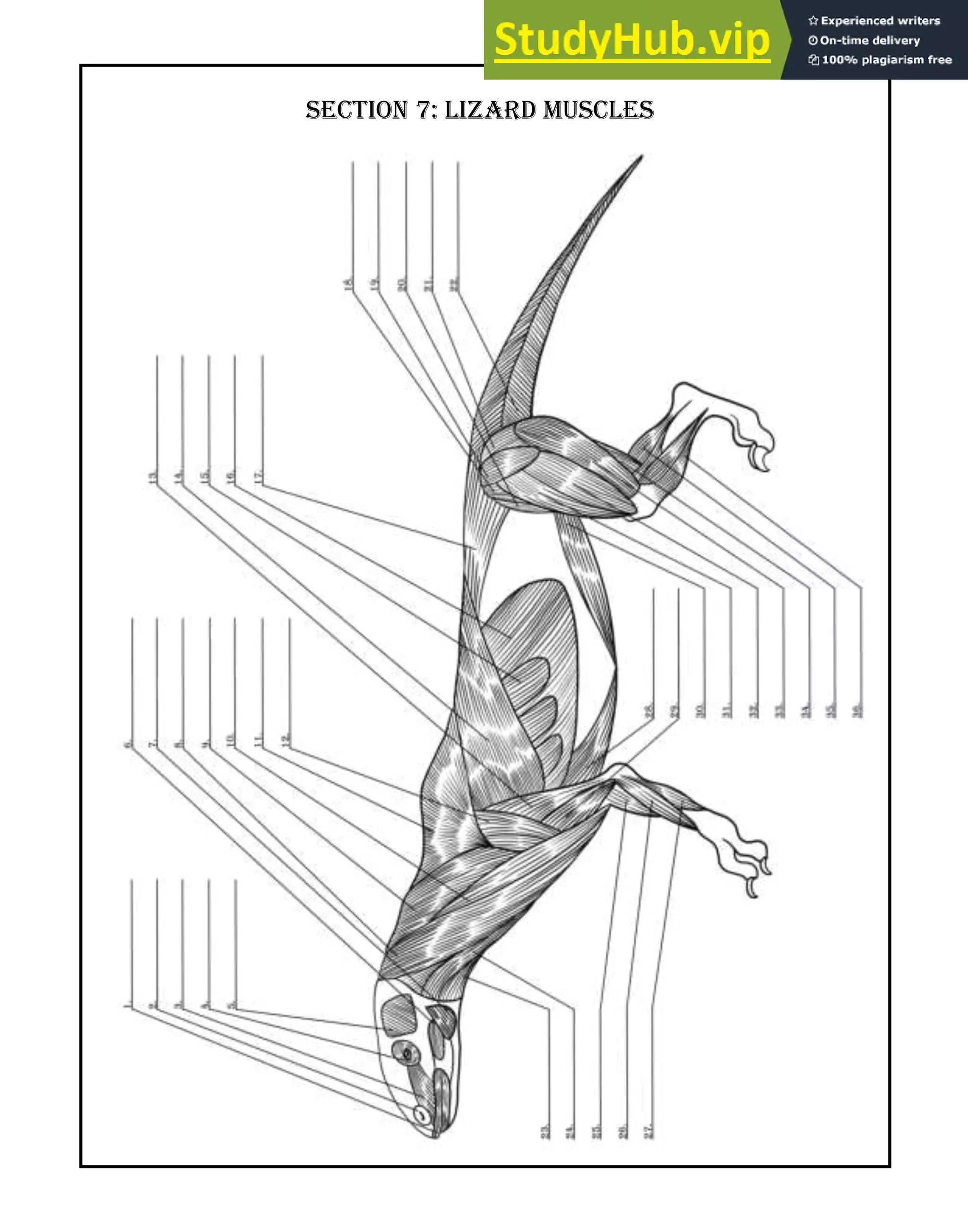 Animal Amp Cat Anatomy Coloring Book | PDF