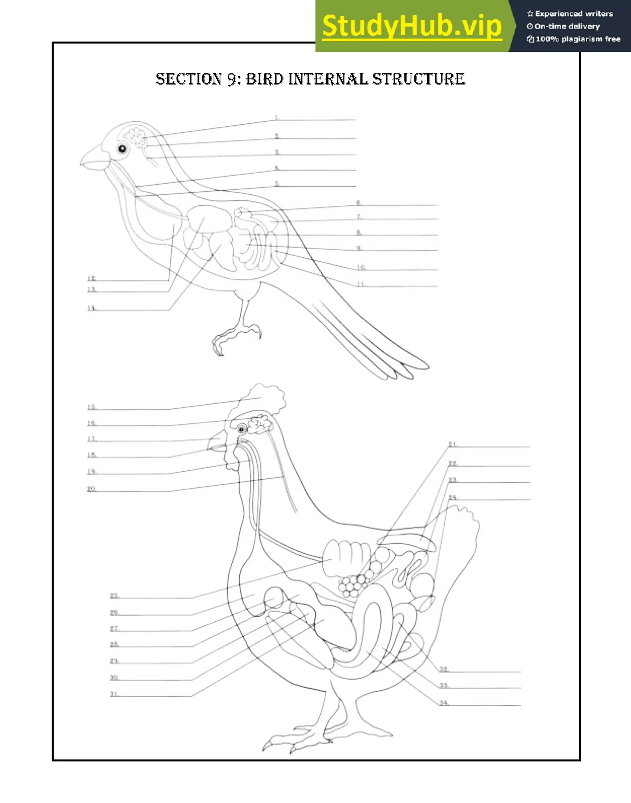 Animal Amp Cat Anatomy Coloring Book | PDF