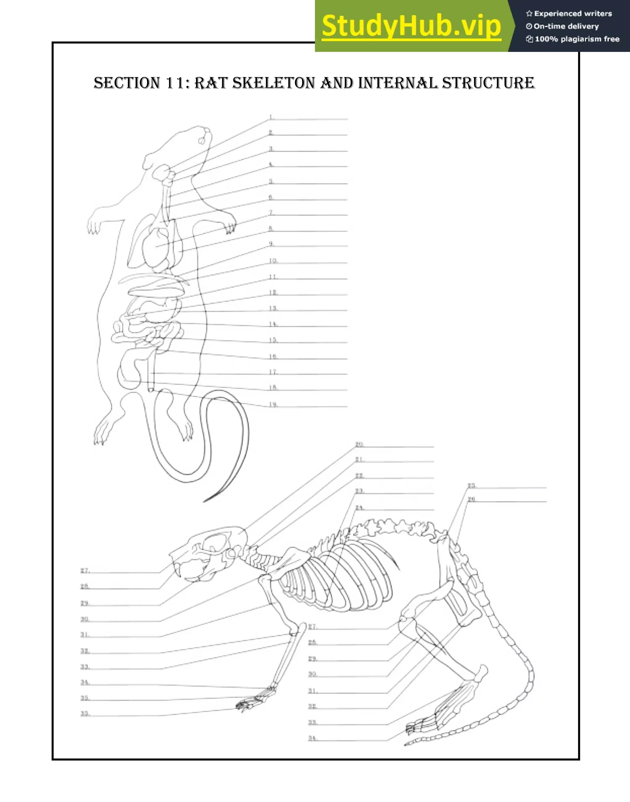 Animal Amp Cat Anatomy Coloring Book | PDF
