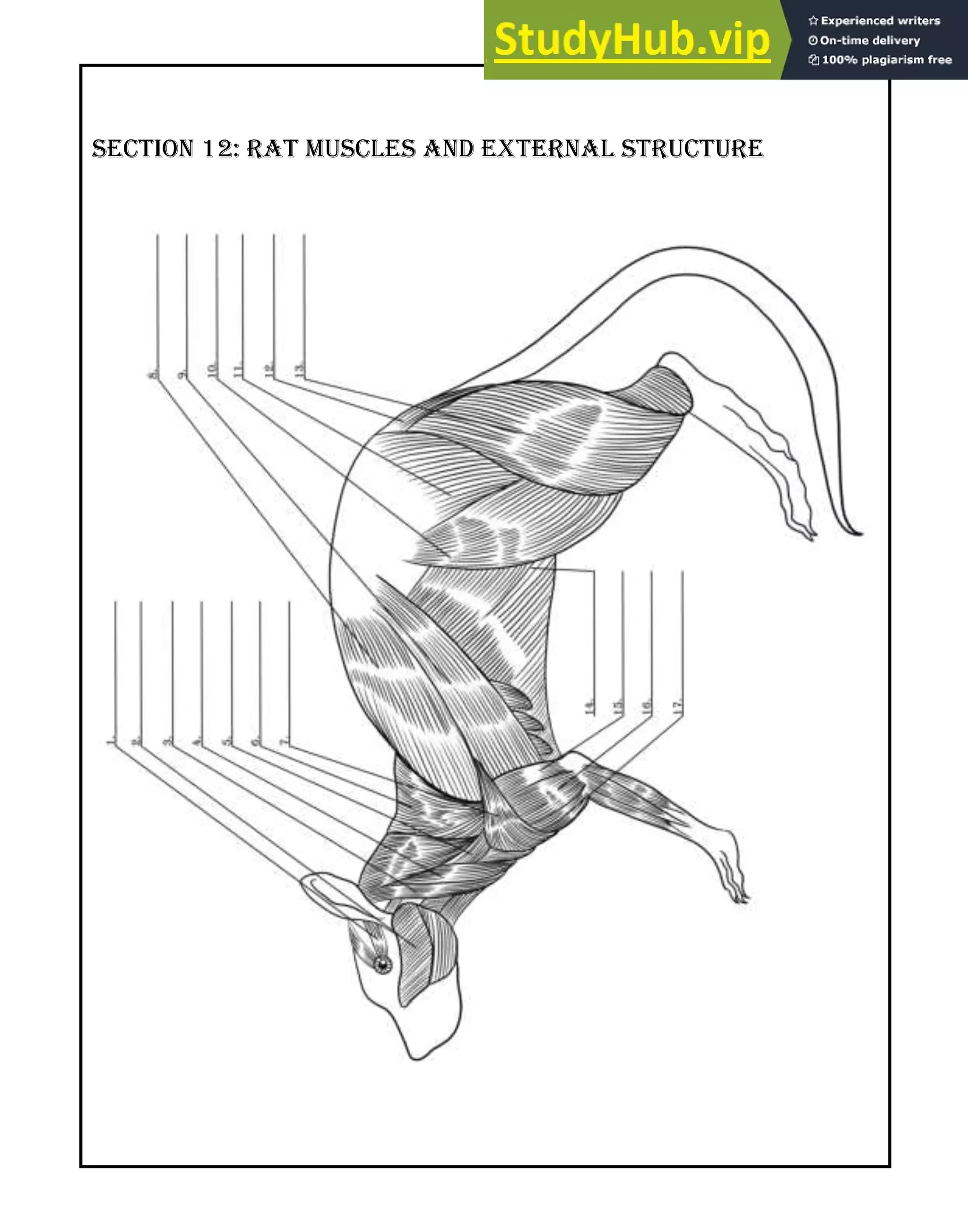 Animal Amp Cat Anatomy Coloring Book | PDF