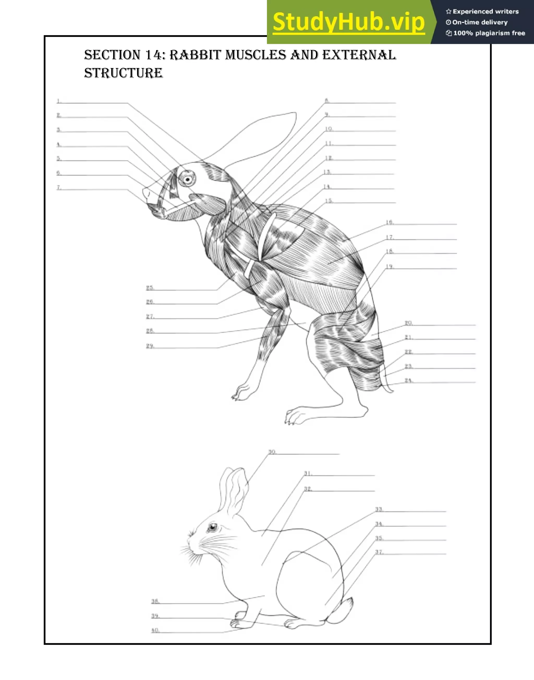 Animal Amp Cat Anatomy Coloring Book | PDF