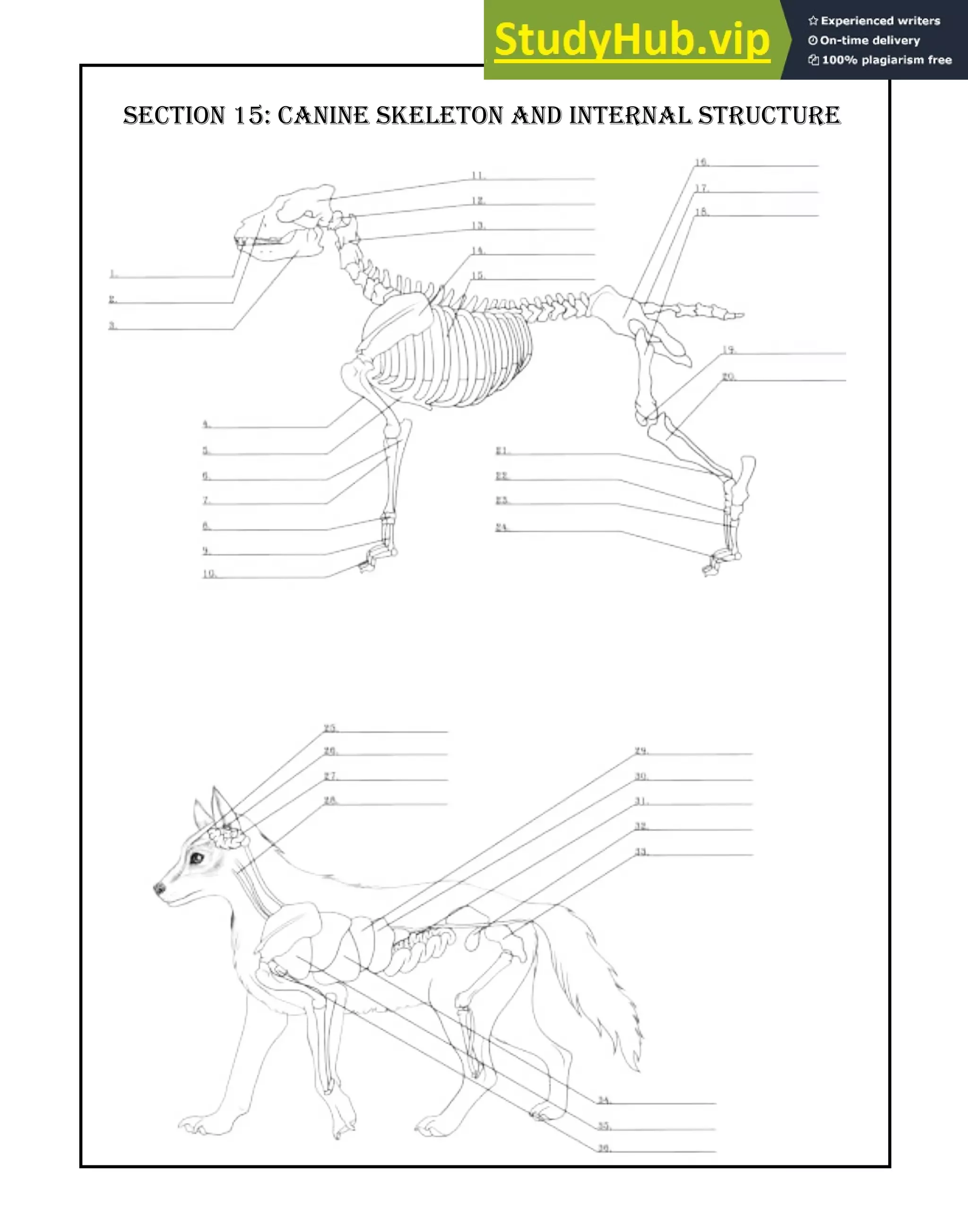 Animal Amp Cat Anatomy Coloring Book | PDF