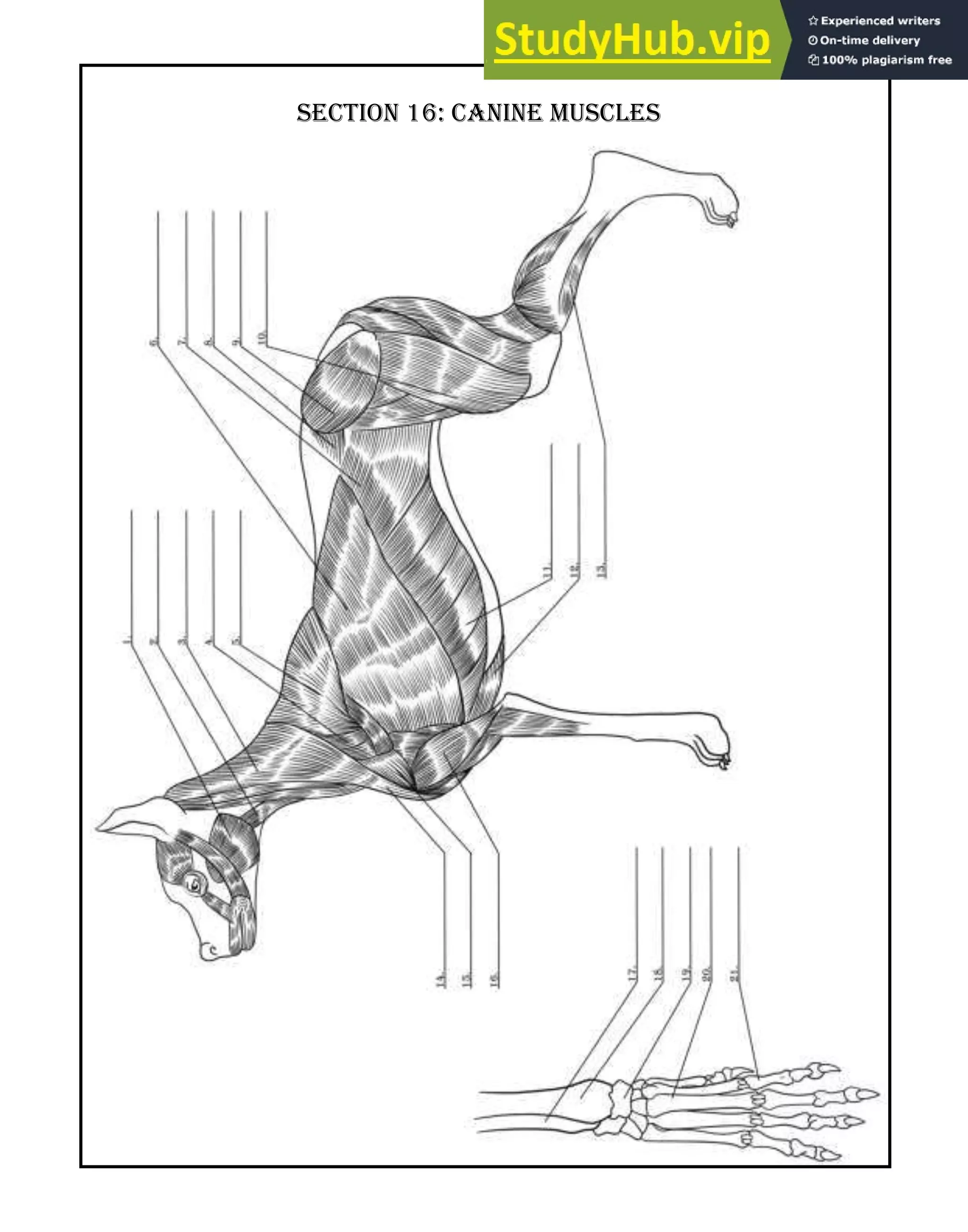 Animal Amp Cat Anatomy Coloring Book | PDF | Death, Injury, or Military ...