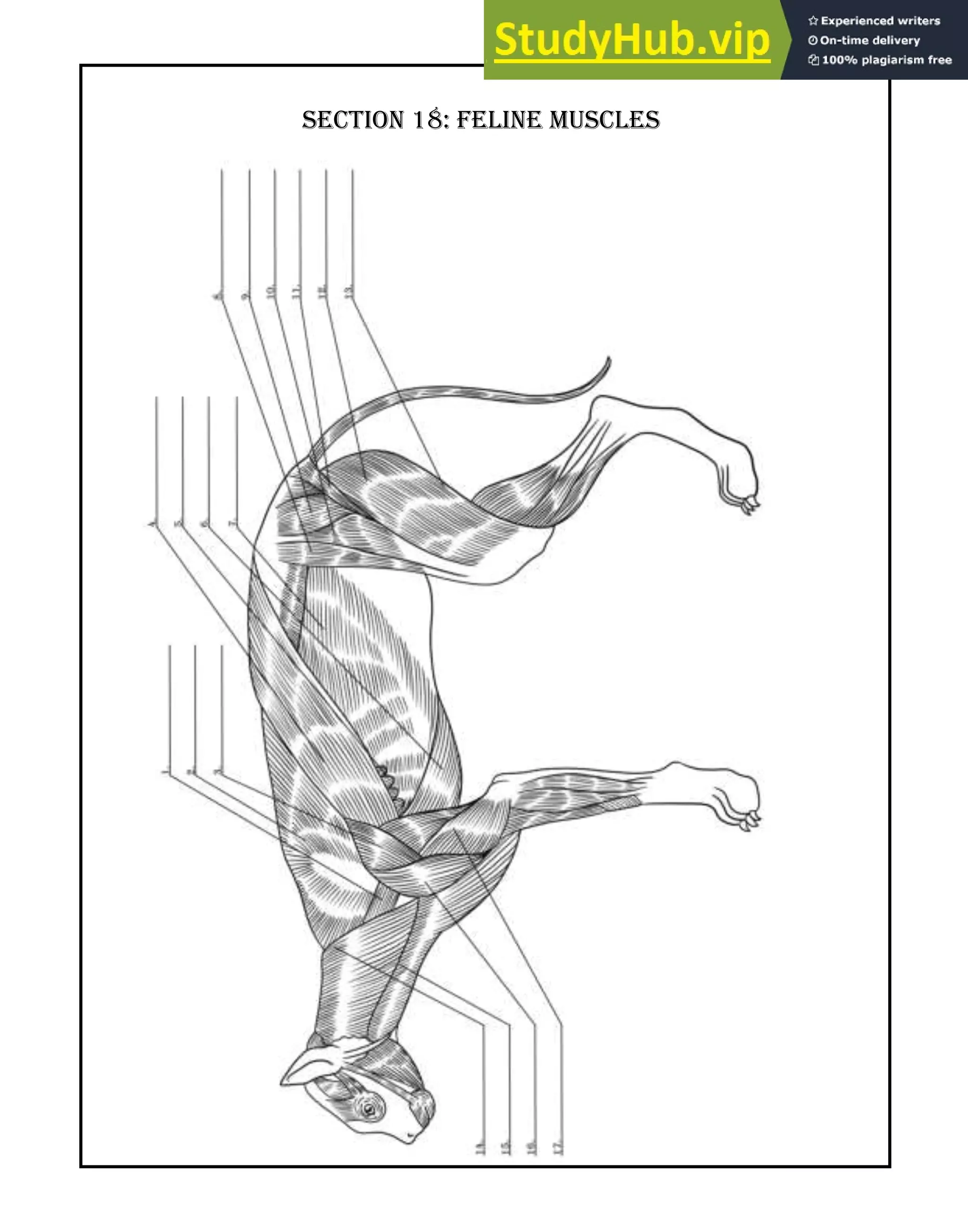 Animal Amp Cat Anatomy Coloring Book | PDF