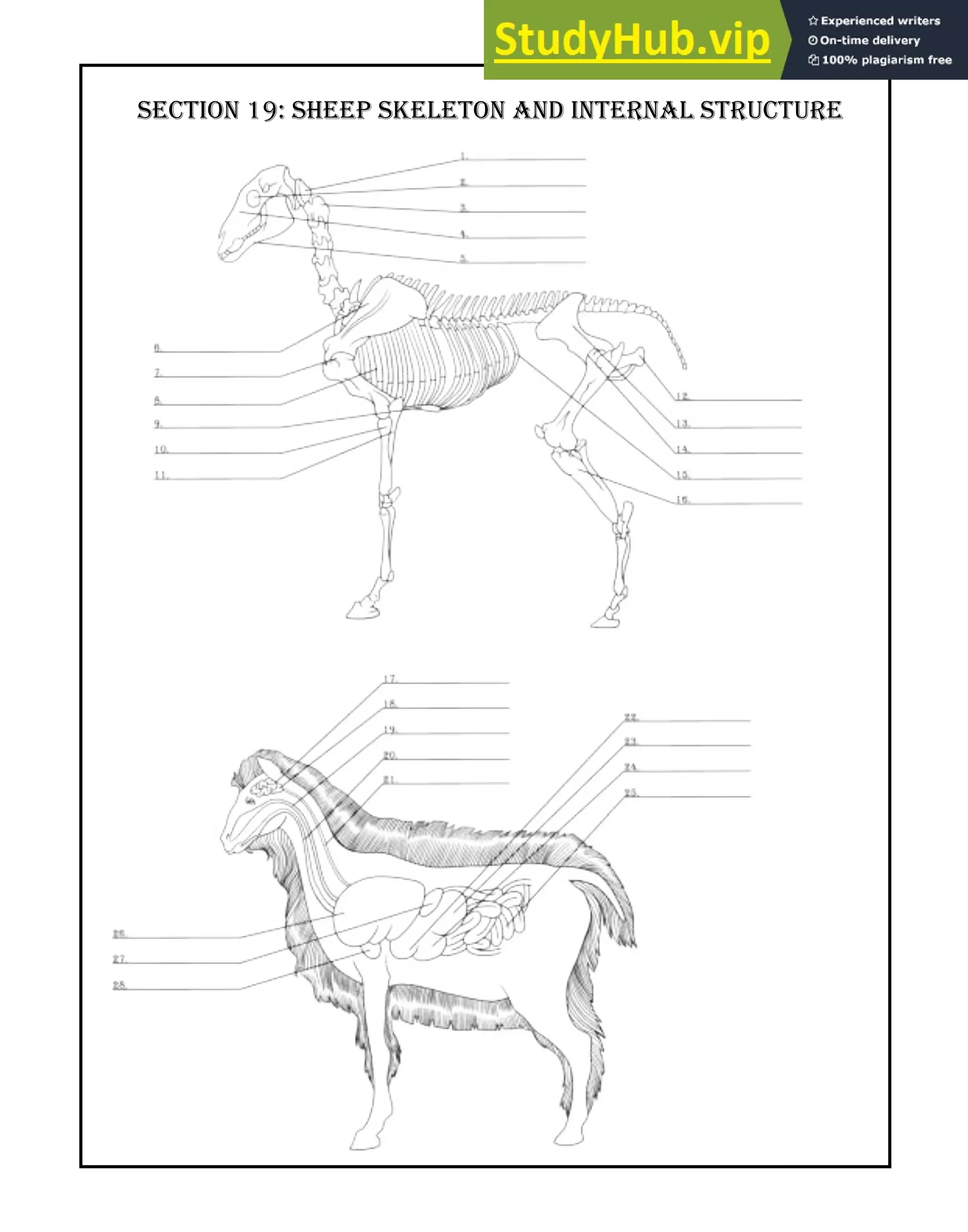 Animal Amp Cat Anatomy Coloring Book | PDF