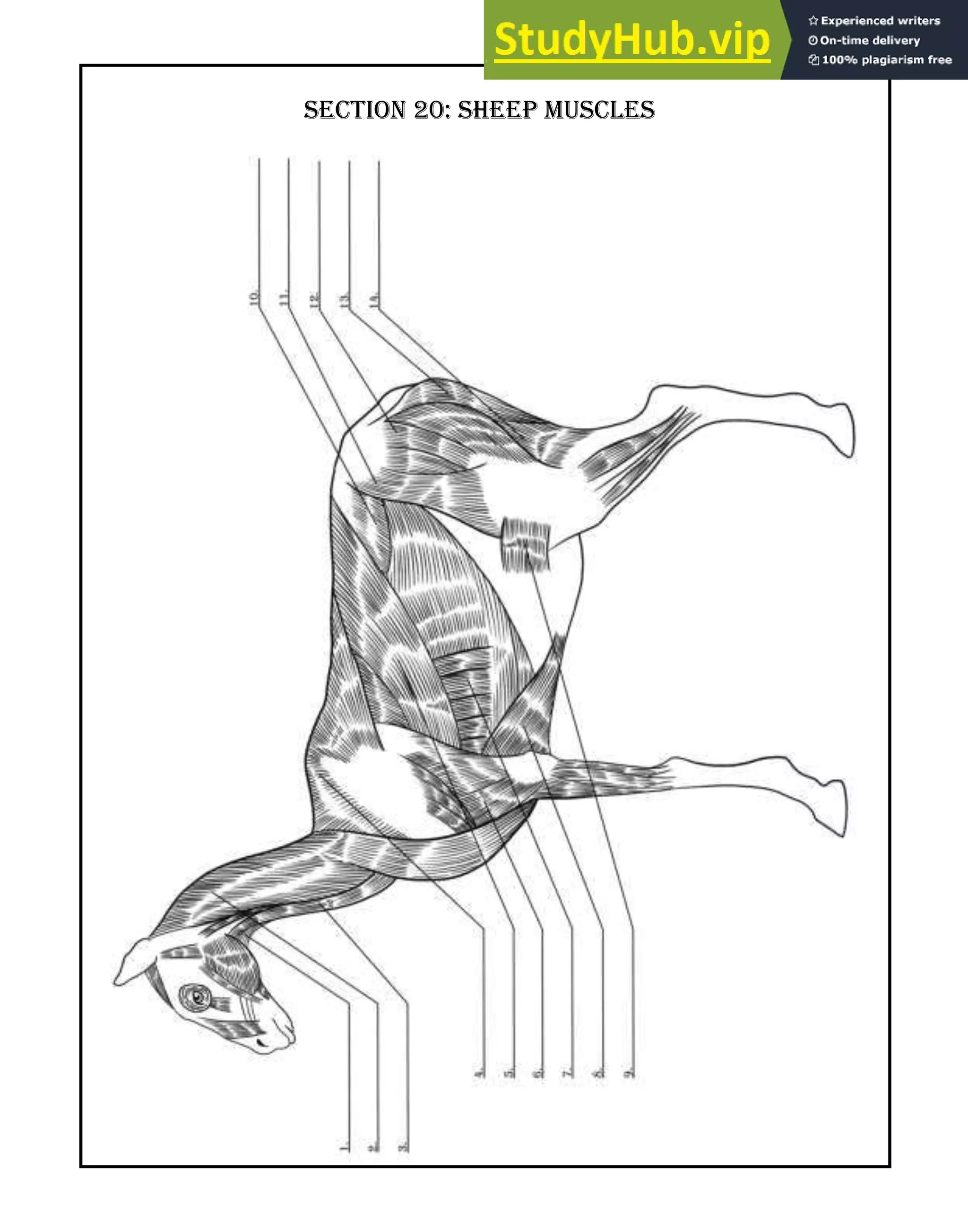 Animal Amp Cat Anatomy Coloring Book | PDF