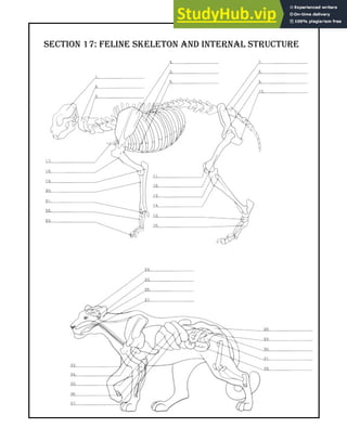 Animal Amp Cat Anatomy Coloring Book | PDF