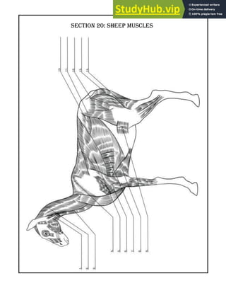 Animal Amp Cat Anatomy Coloring Book | PDF
