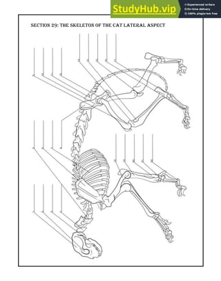 Animal Amp Cat Anatomy Coloring Book | PDF