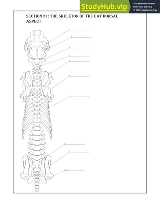 Animal Amp Cat Anatomy Coloring Book | PDF