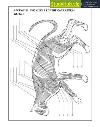 Animal Amp Cat Anatomy Coloring Book | PDF
