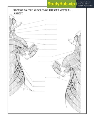 Animal Amp Cat Anatomy Coloring Book | PDF