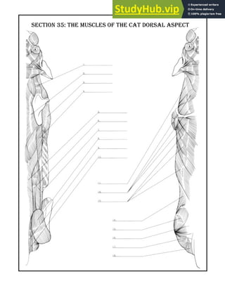 Animal Amp Cat Anatomy Coloring Book | PDF