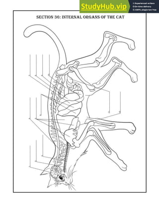 Animal Amp Cat Anatomy Coloring Book | PDF