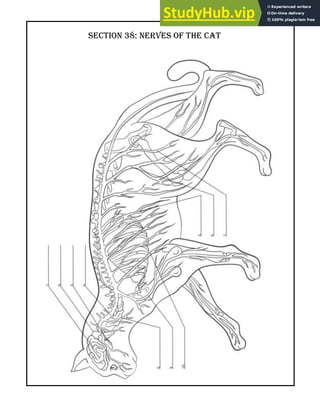 Animal Amp Cat Anatomy Coloring Book | PDF