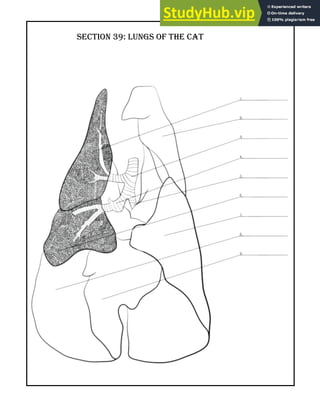 Animal Amp Cat Anatomy Coloring Book | PDF