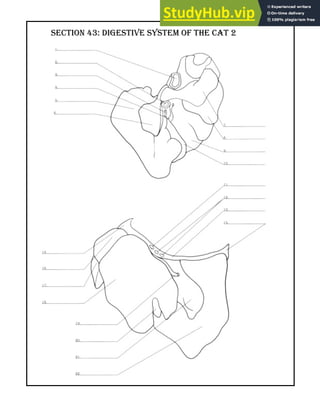 Animal Amp Cat Anatomy Coloring Book | PDF