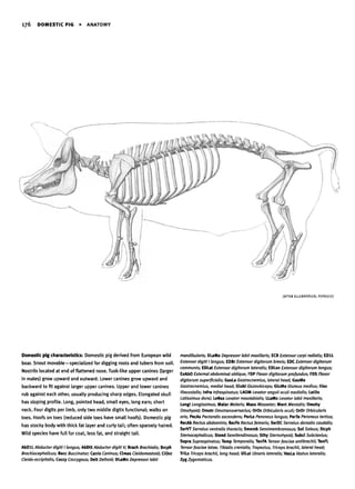 Animal anatomy for_artists | PDF