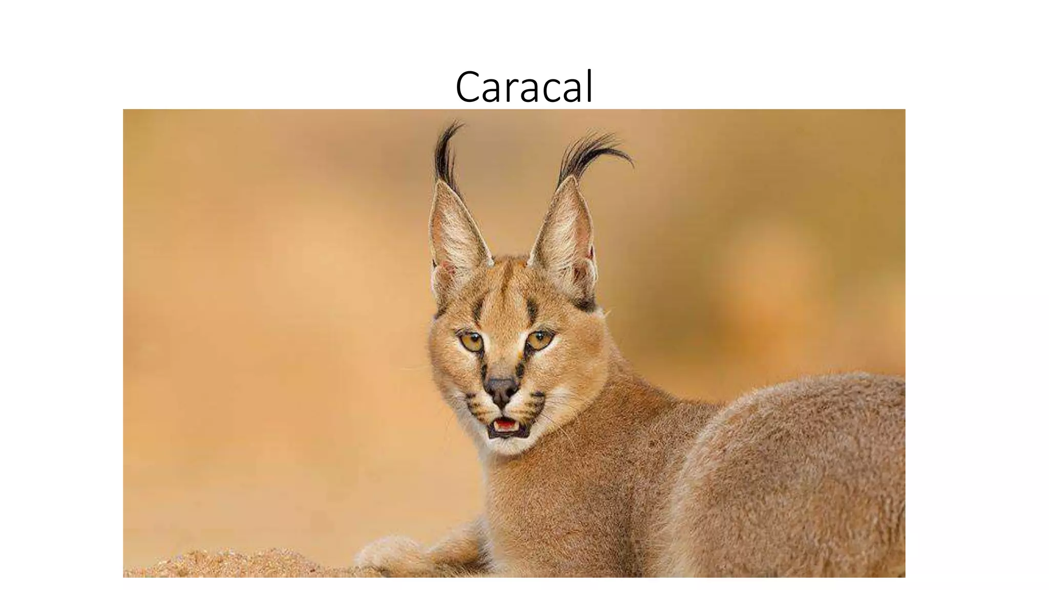 Animal and birds of desert range land | PPTX | Geography | Science