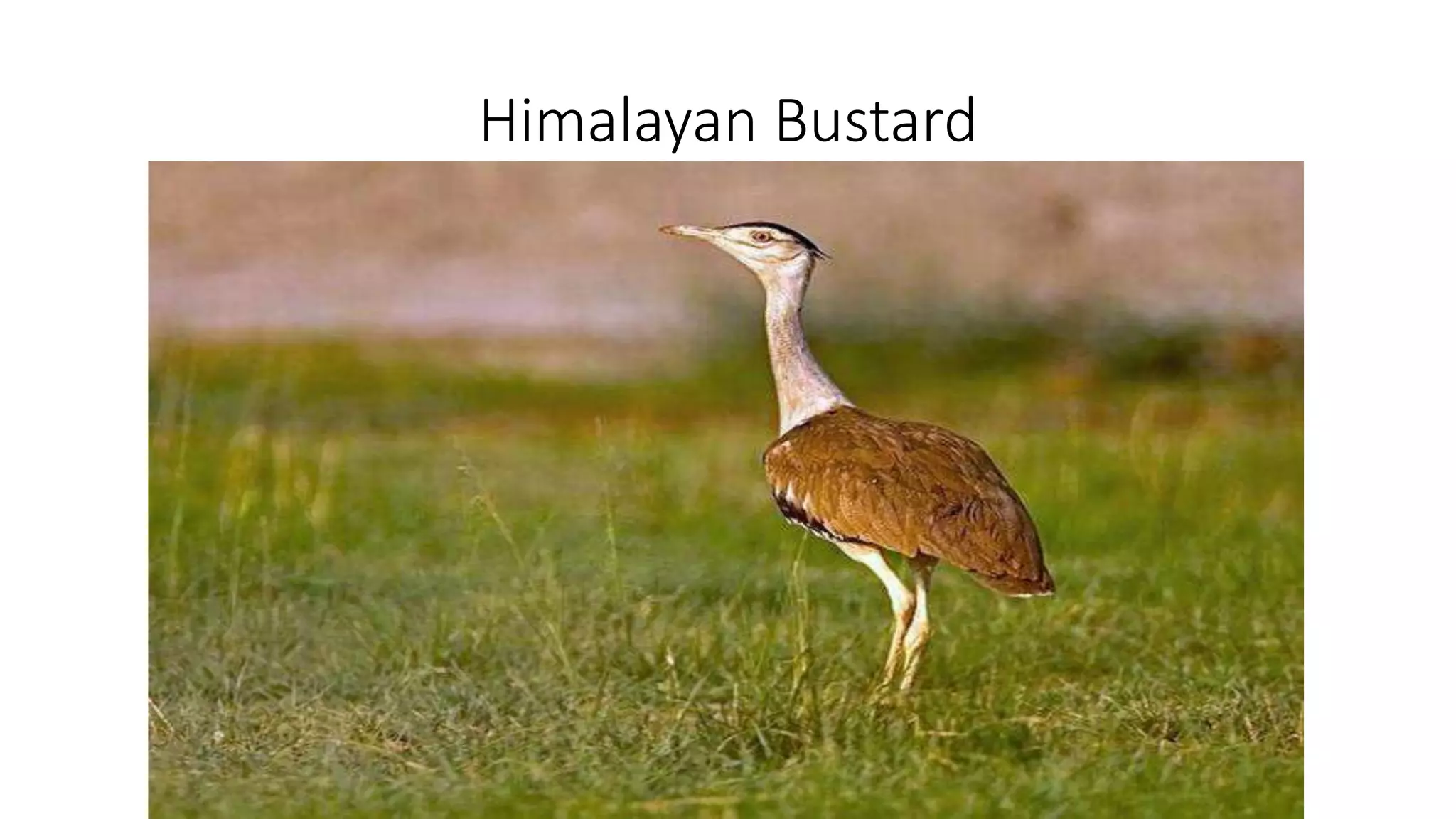 Animal and birds of desert range land | PPTX | Geography | Science