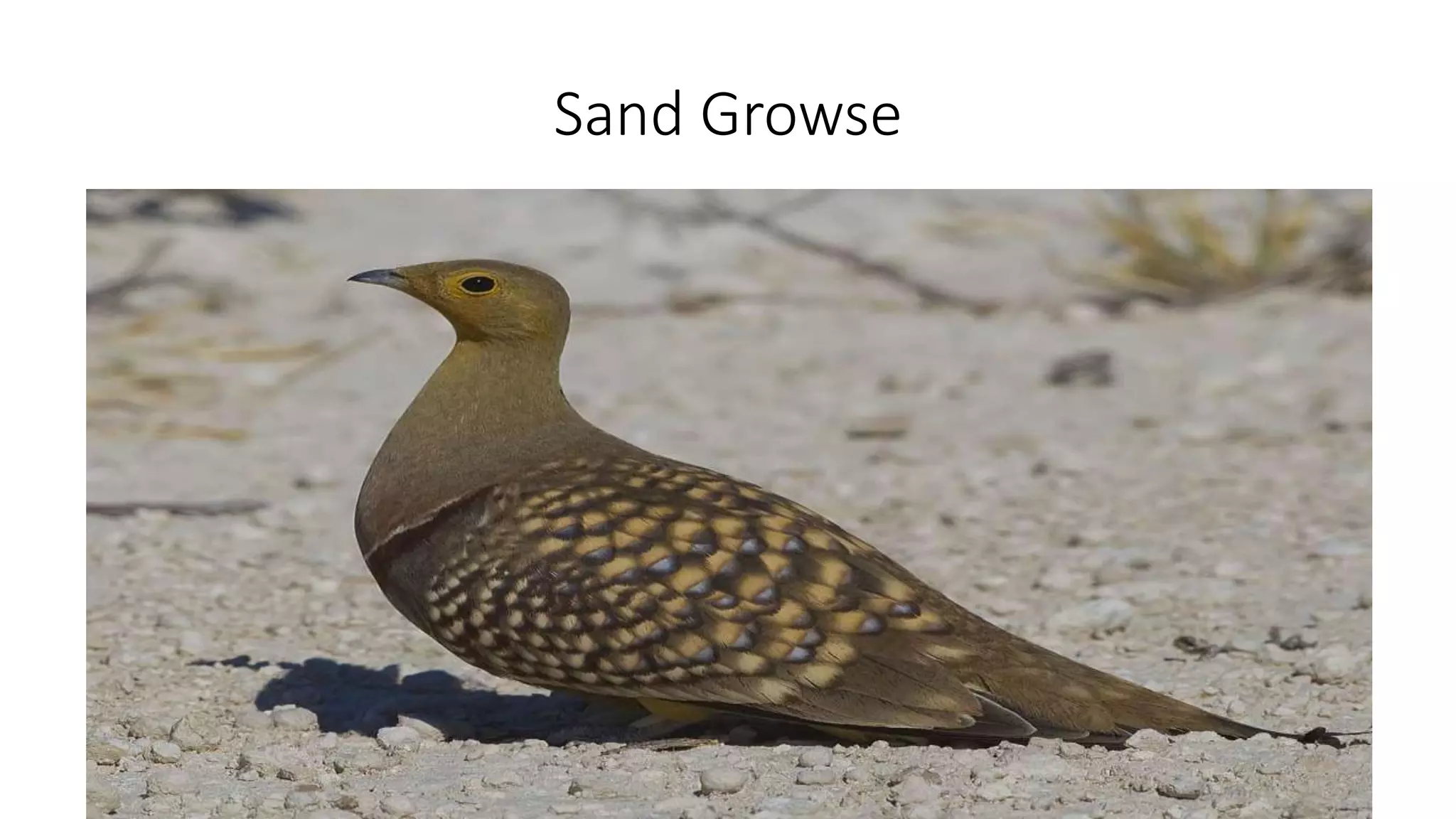 Animal and birds of desert range land | PPTX | Geography | Science