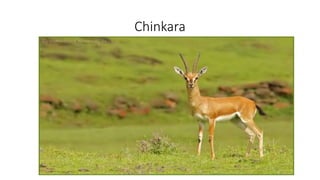 Animal and birds of desert range land | PPTX | Geography | Science