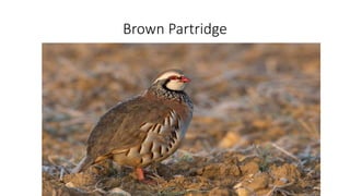 Animal and birds of desert range land | PPTX | Geography | Science