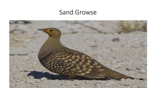 Animal and birds of desert range land | PPTX | Geography | Science