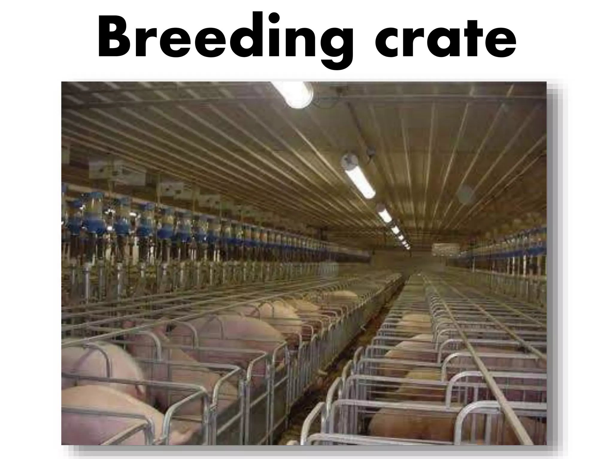 Animal and fish raising 6 | PPTX