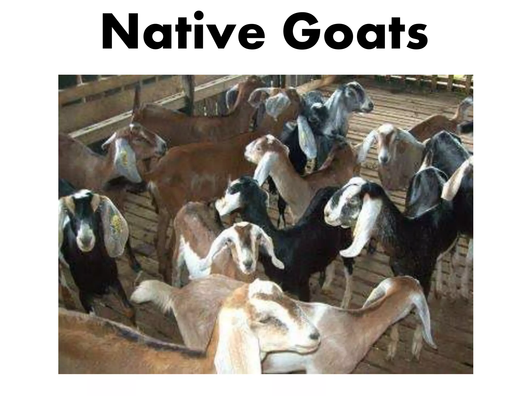 Animal and fish raising 6 | PPTX