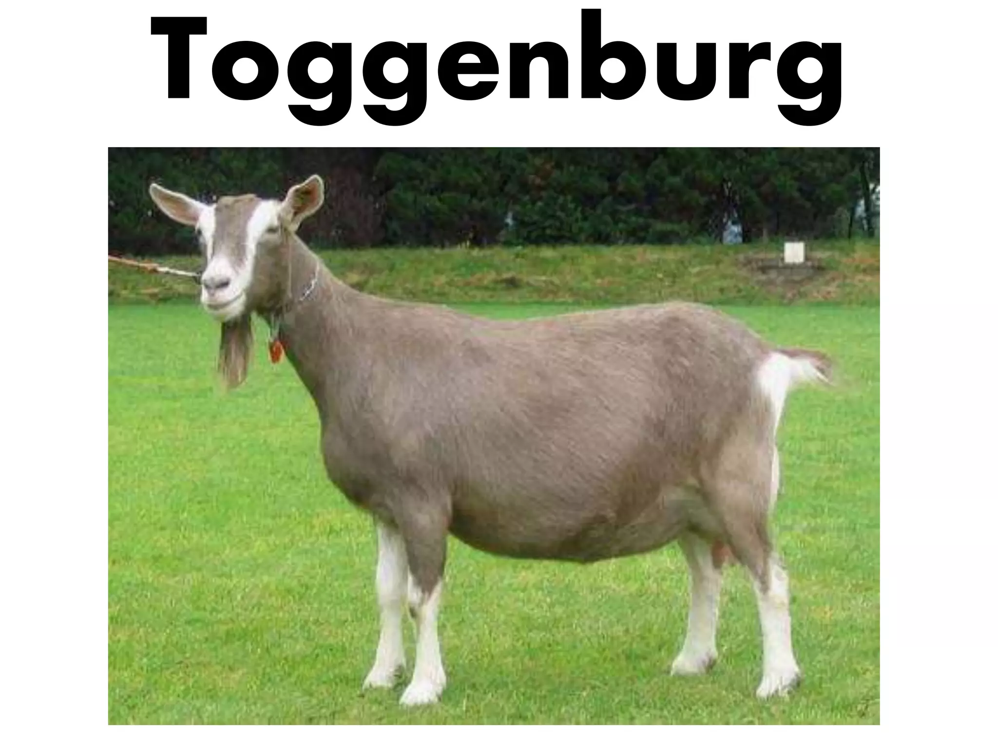 Animal and fish raising 6 | PPTX