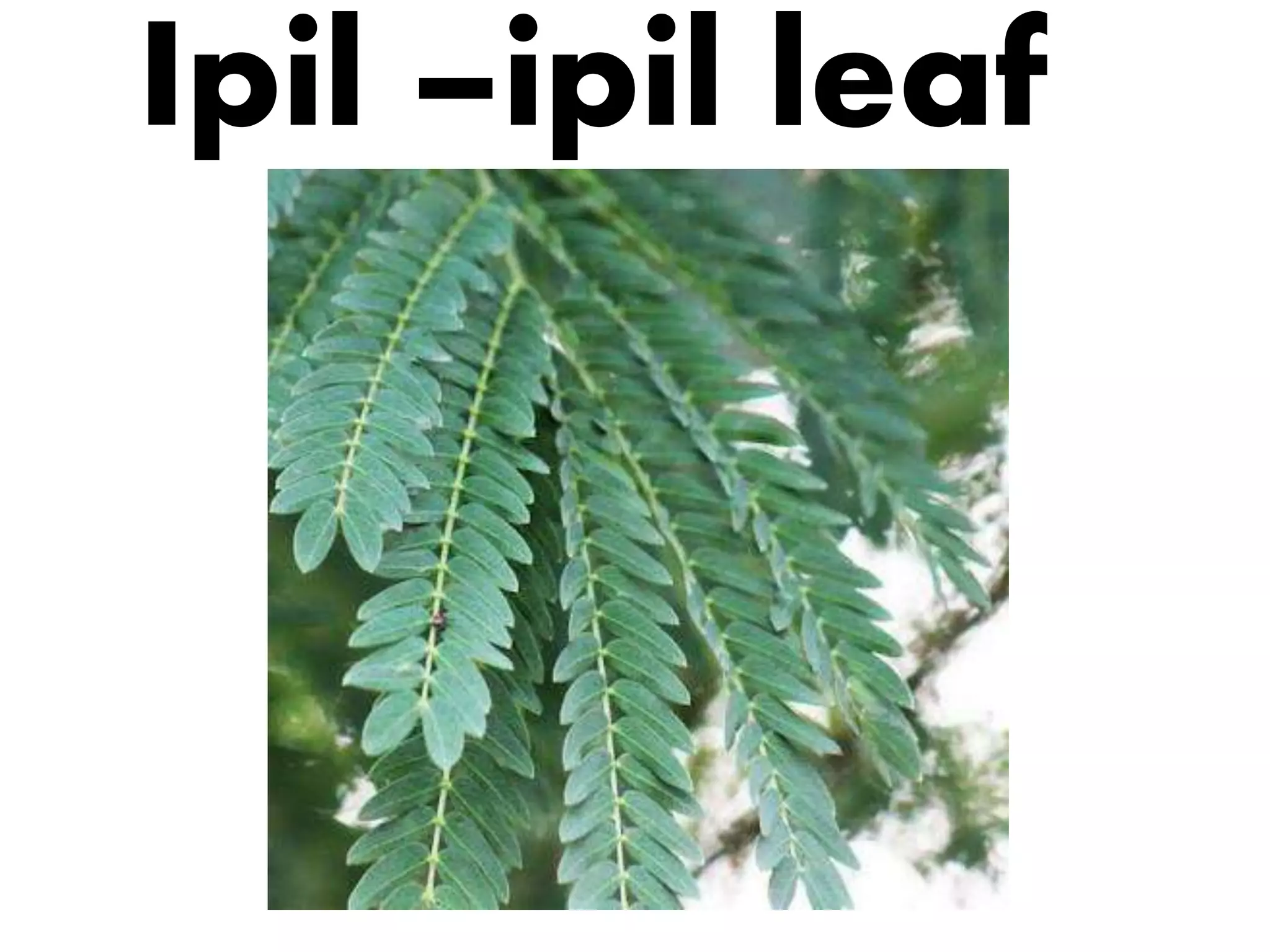 Animal and fish raising 6 | PPTX