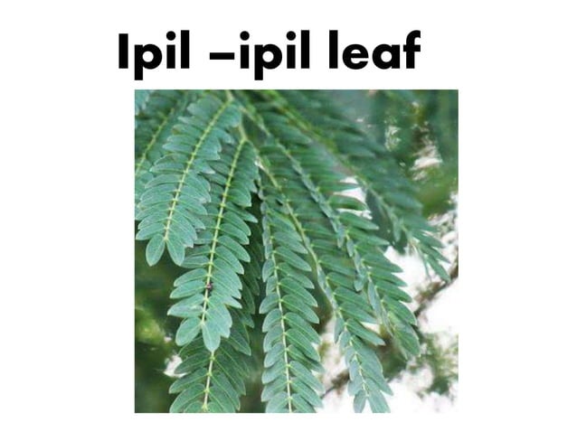 Animal and fish raising 6 | PPTX