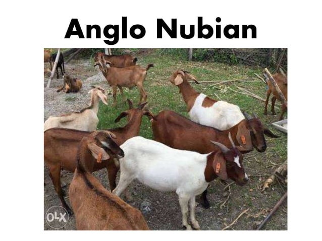 Animal and fish raising 6 | PPTX