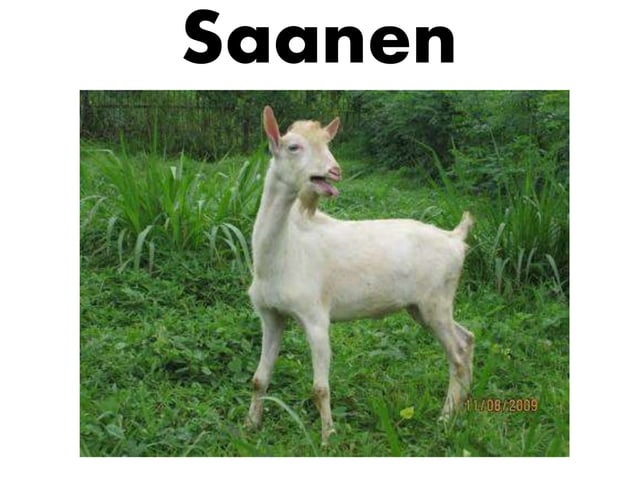 Animal and fish raising 6 | PPTX