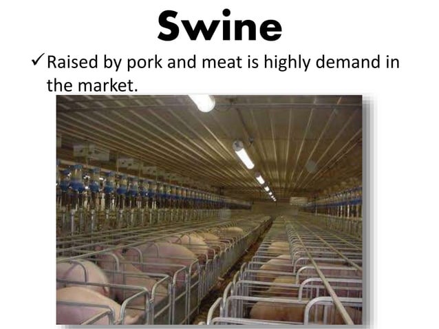 Animal and fish raising 6 | PPTX