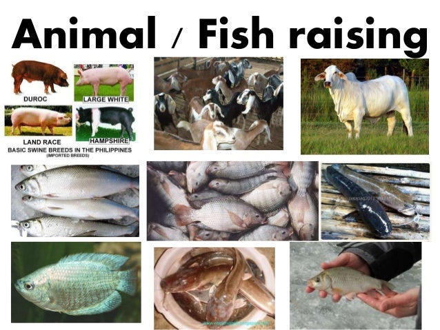 Animal and fish raising 6