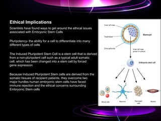 Animal and human cloning | PPT