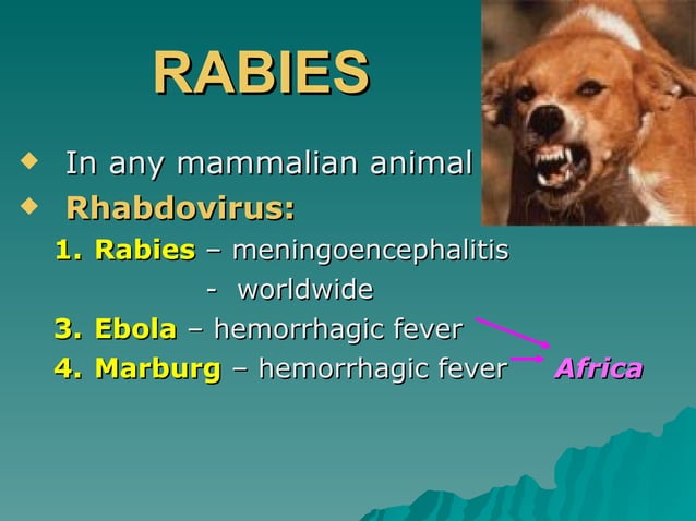 Animal And Insect Bites | PPT | First Aid | Injuries