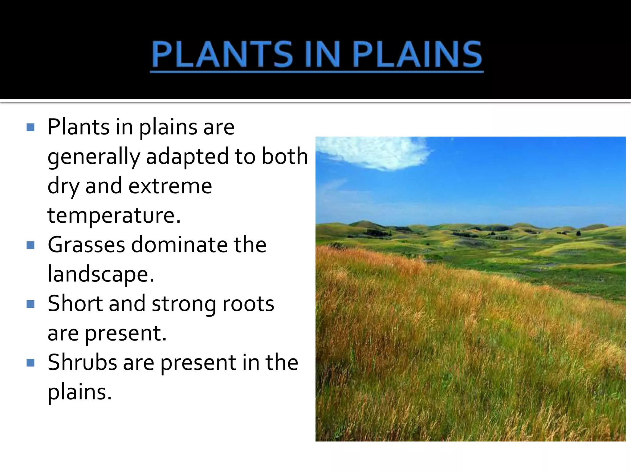 Animal and plant adaptation | PPTX