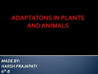 Animal and plant adaptation | PPTX