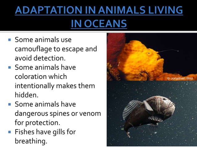 Animal and plant adaptation | PPTX | Geography | Science