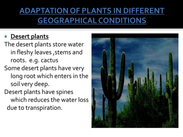 Animal and plant adaptation | PPTX | Geography | Science