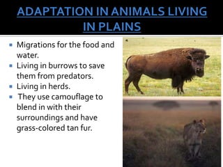 Animal and plant adaptation | PPTX