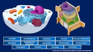 Animal and Plant Cell.pptx